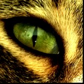 RaceRoom Raceway - Grand Prix - Aquila CR1 Cup - Leaderboard - RaceRoom ...